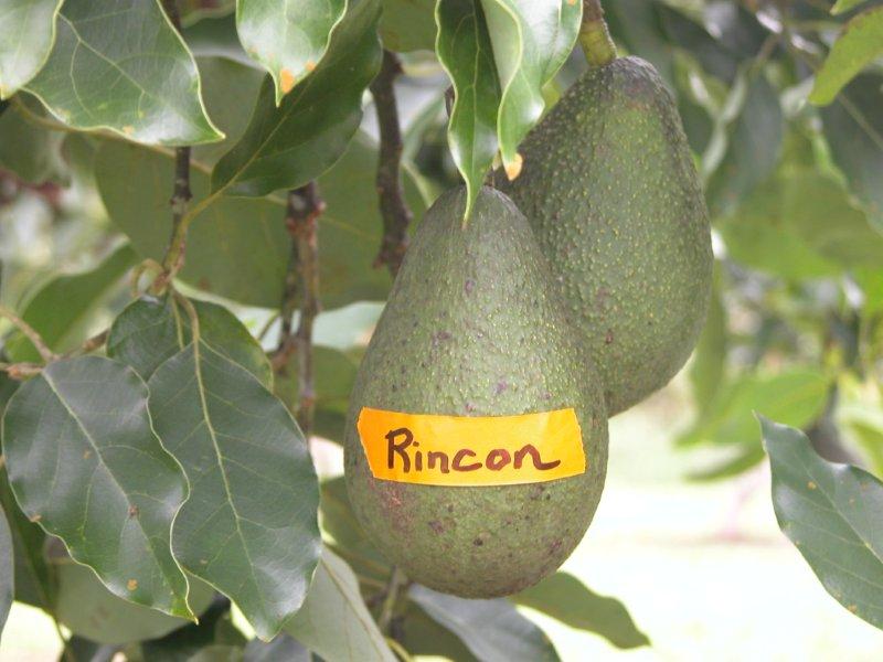 Avocado Cultivars