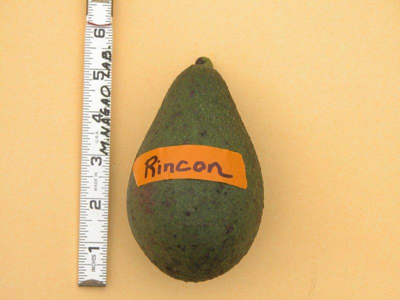 Avocado Cultivars